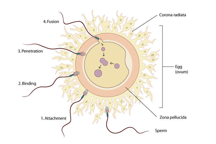 Sperm And Egg Fertilization Diagram