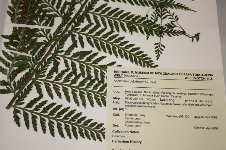 Ferns Drawing Labelled