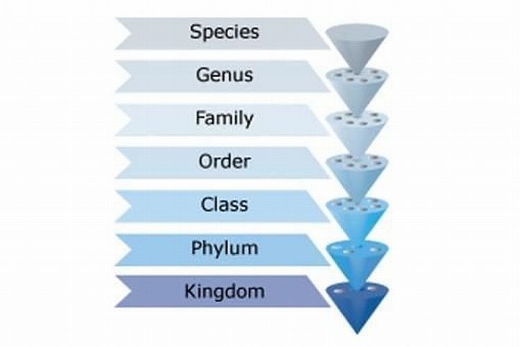Binomial Nomenclature Chart