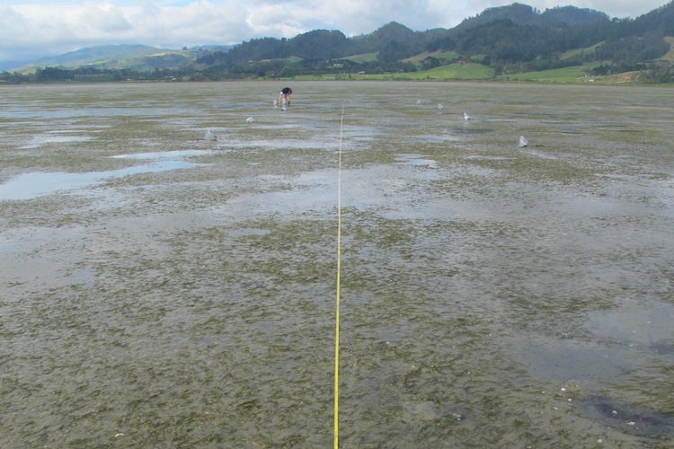 Surveying the Bay of Plenty coastline — Science Learning Hub