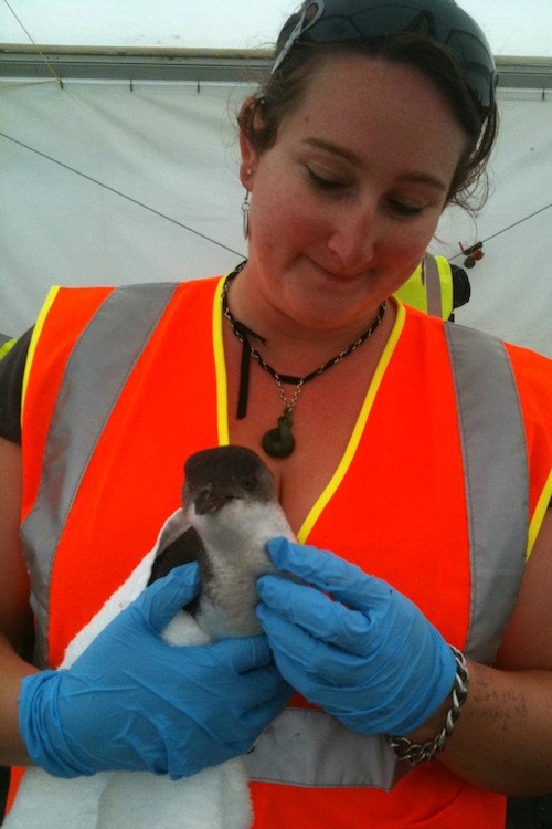 Rena bird recovery — Science Learning Hub