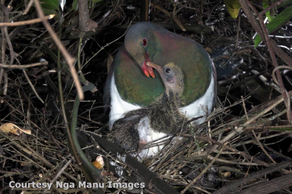 Great kererū count — Science Learning Hub