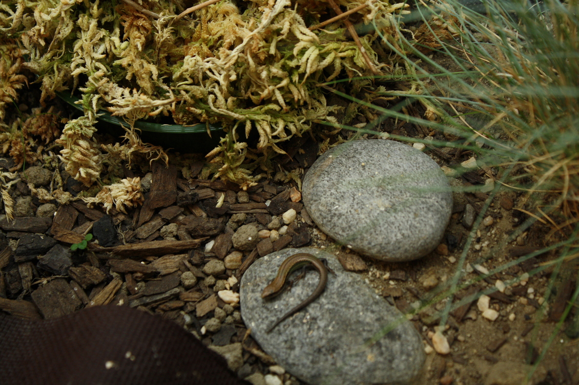 Skink in captivity — Science Learning Hub