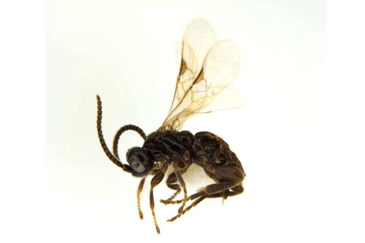 Middle Earth wasps — Science Learning Hub