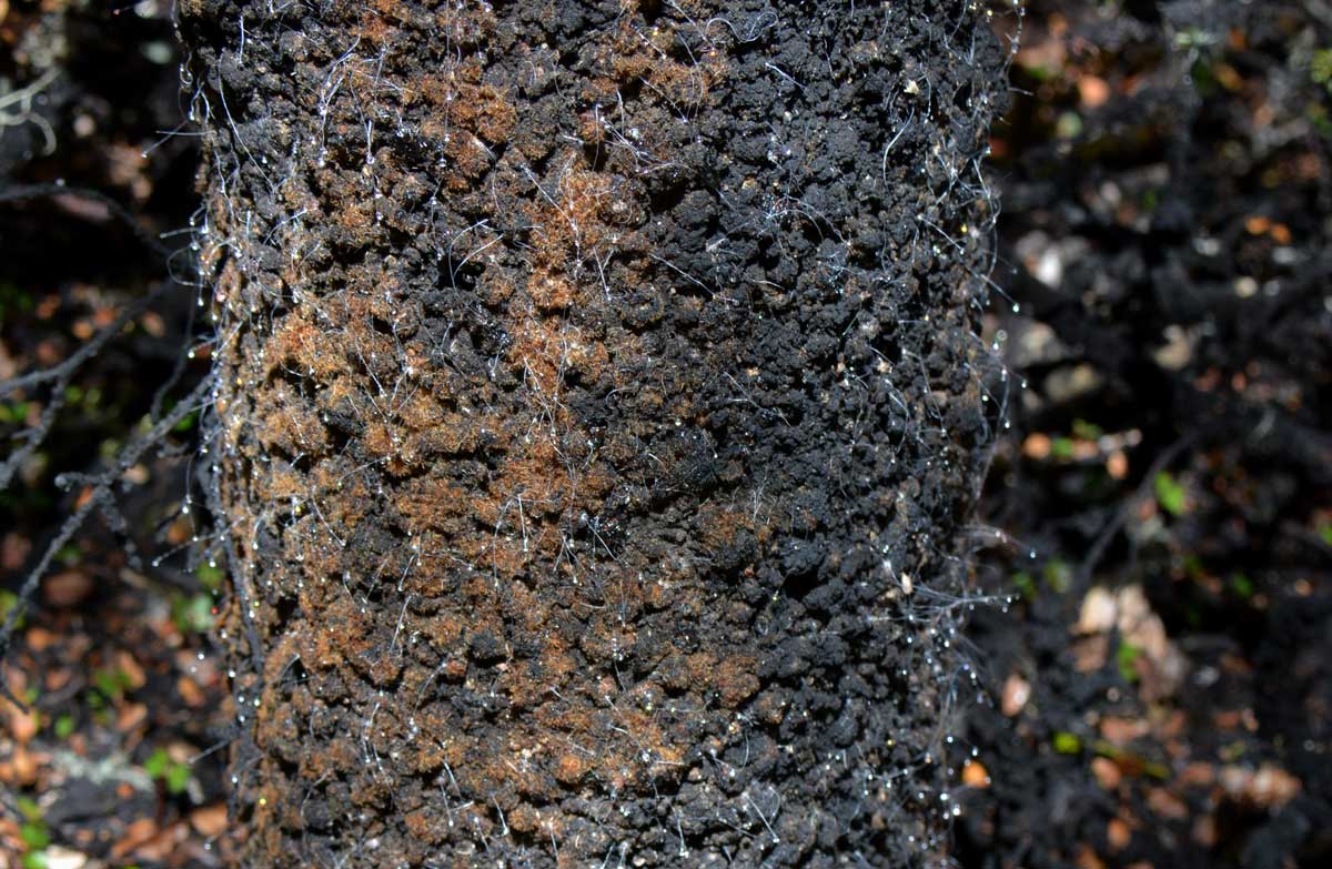 All about fungi — Science Learning Hub