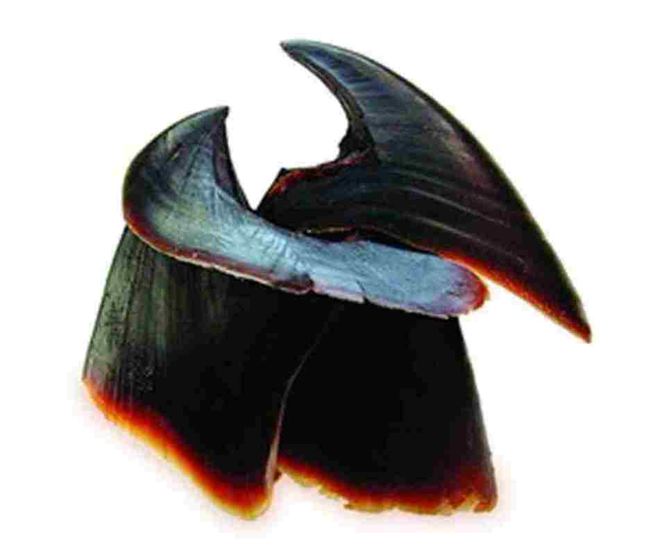 Squid Beak