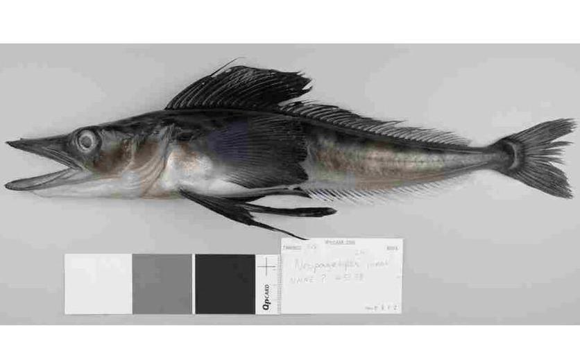 Antarctic Ice Fish