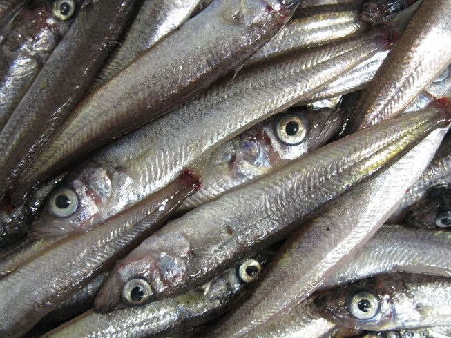 Antarctic silverfish — Science Learning Hub