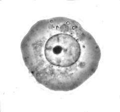 Cell division — Science Learning Hub