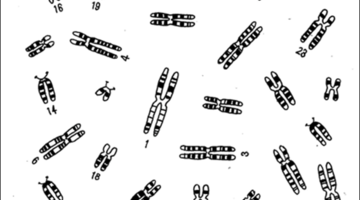 Karyotypes — Science Learning Hub