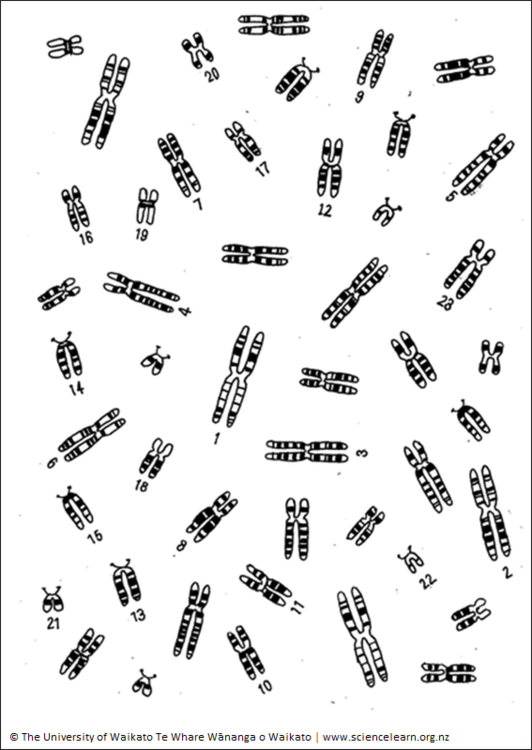 Karyotype Activity