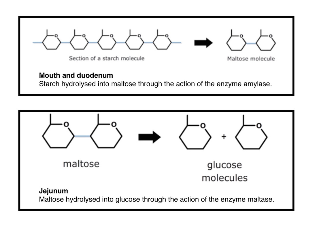 Starch To Glucose Pathway Science Learning Hub Starch To Glucose Pathway Science Learning Hub