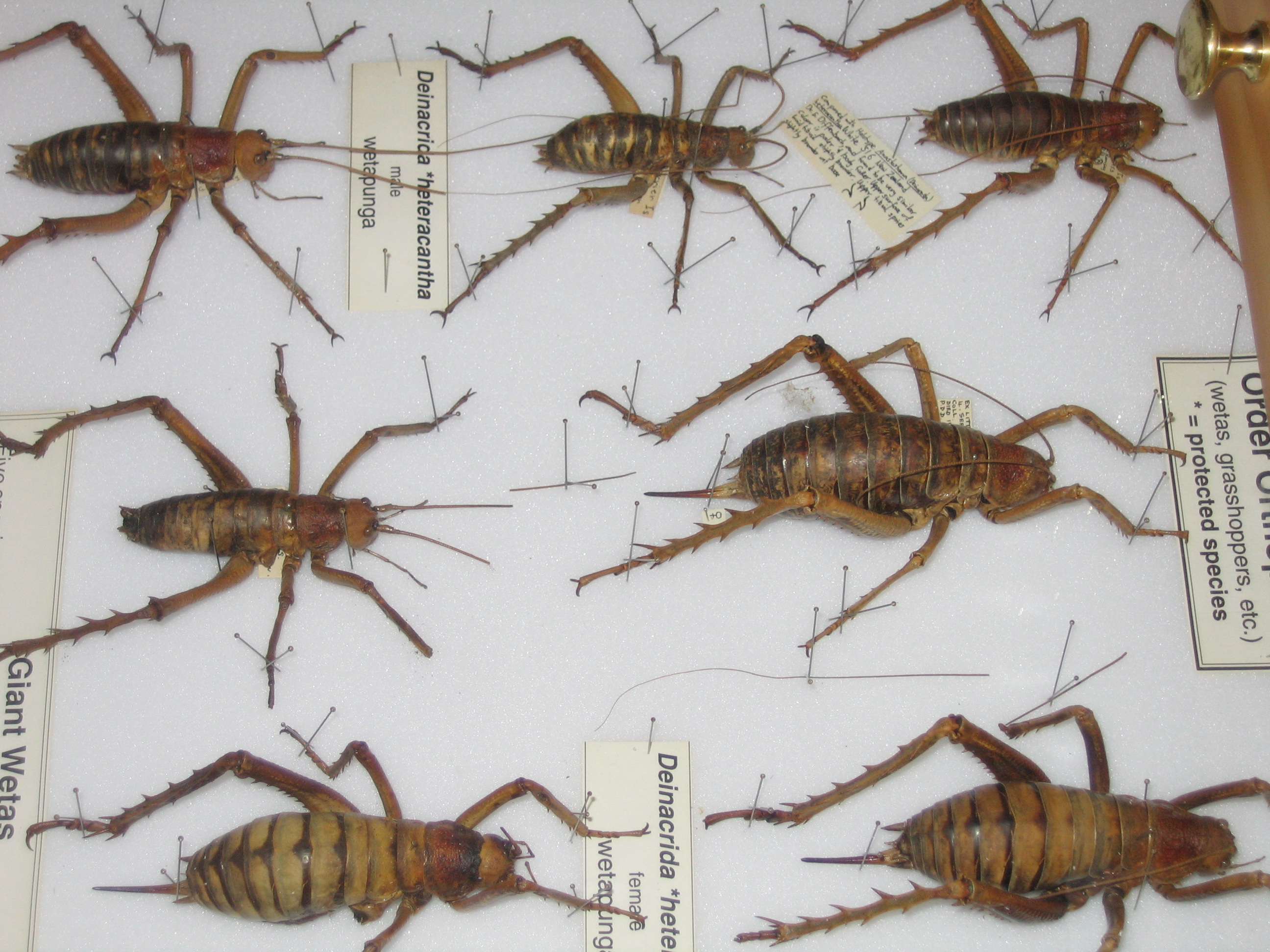 New Zealand’s unique ecosystems – introduction — Science Learning Hub