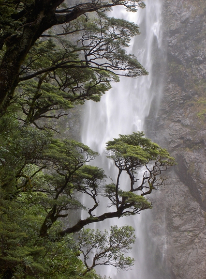 SLH: Our native trees — Science Learning Hub