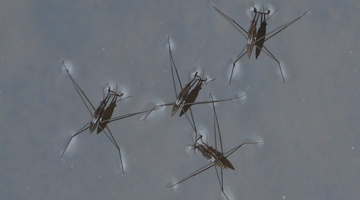 Water striders — Science Learning Hub