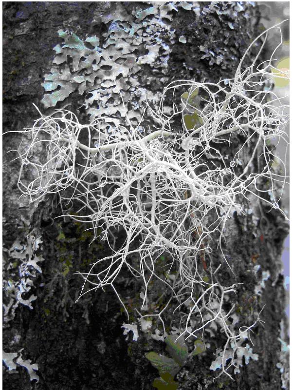 Mosses, liverworts and lichens — Science Learning Hub