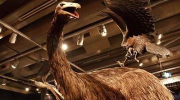 Moa under attack — Science Learning Hub