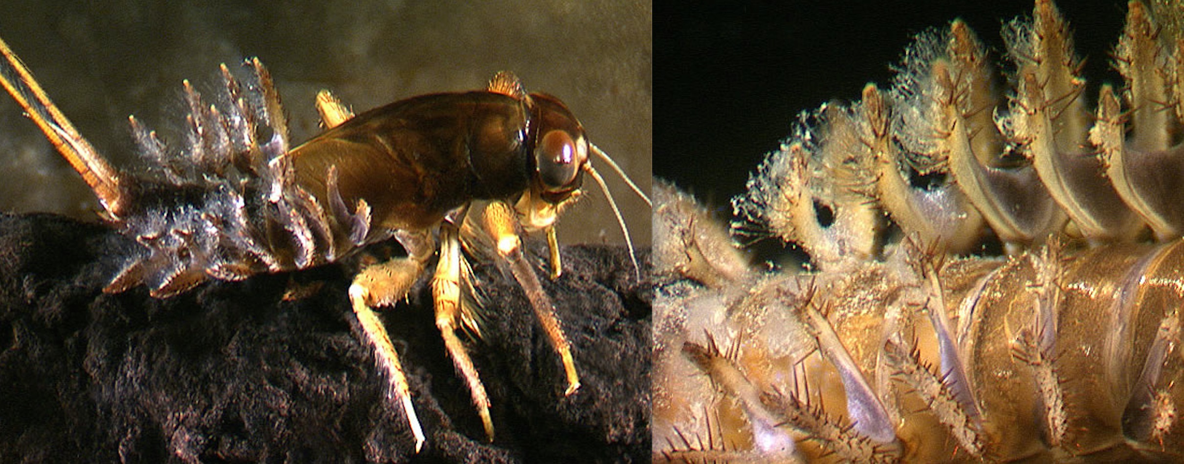 Bug lab — Science Learning Hub