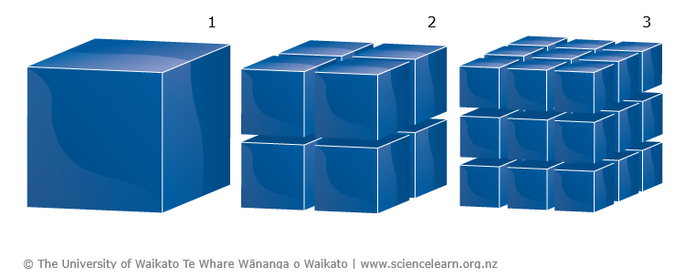 Rate of digestion — Science Learning Hub