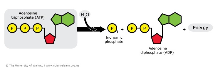 Atp Energy Diagram