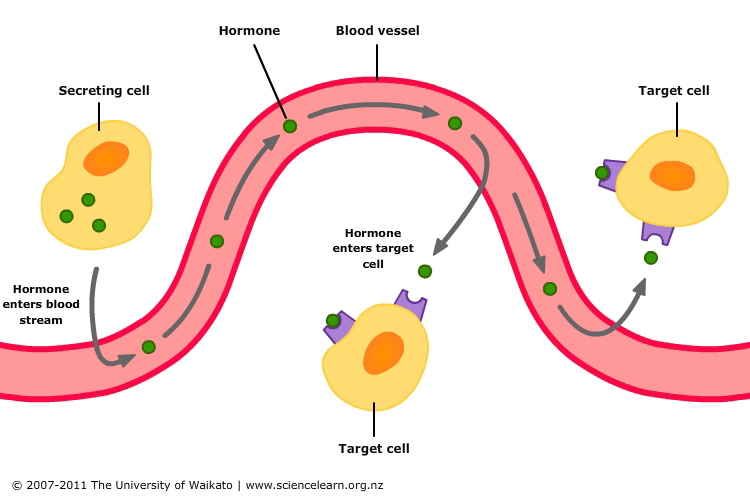 Hormonal Control Of Digestion Science Learning Hub Hormonal Control Of Digestion Science Learning Hub