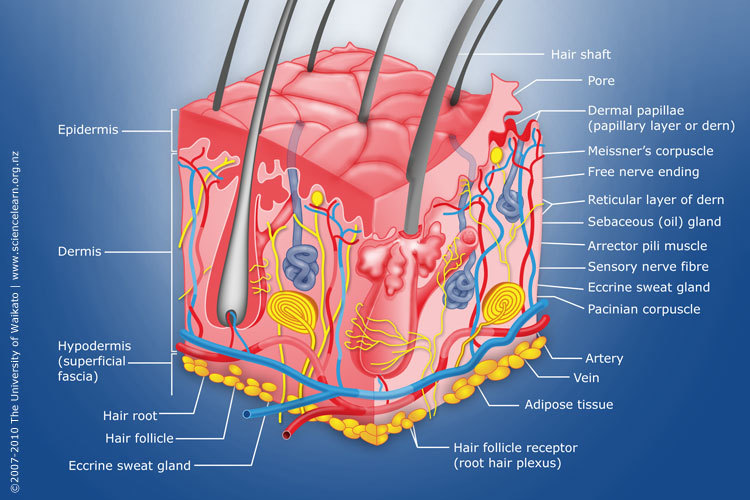 Diagram Of Human Skin Structure Science Learning Hub Diagram Of Human Skin Structure Science Learning Hub