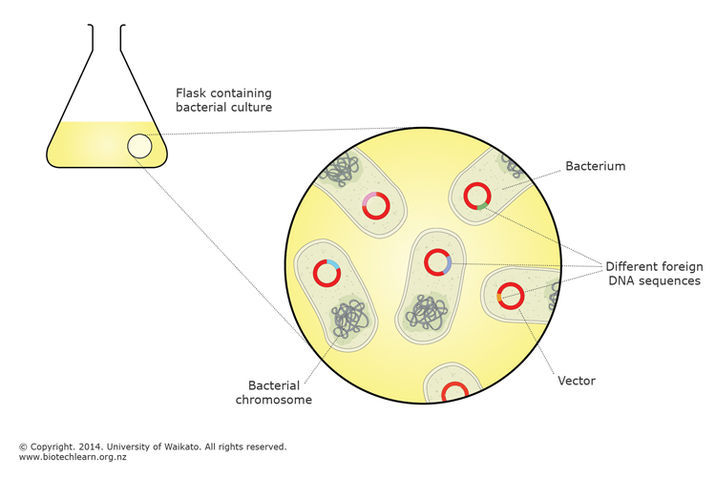 Bacterial libraries for improving proteins — Science Learning Hub