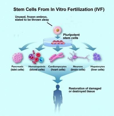 Stem cells from IVF — Science Learning Hub