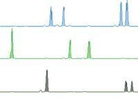 DNA profile — Science Learning Hub