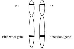 F1 and F5 genes involved in footrot — Science Learning Hub