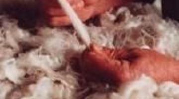 Wool — Science Learning Hub