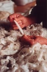 Wool in wound dressings — Science Learning Hub