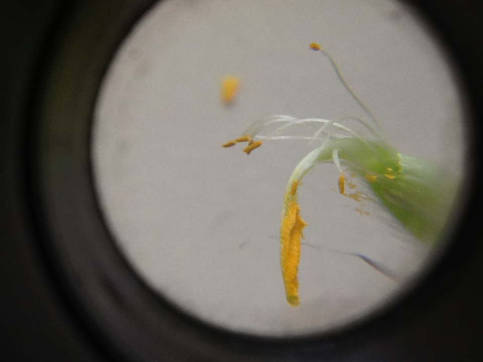 Making a simple microscope — Science Learning Hub