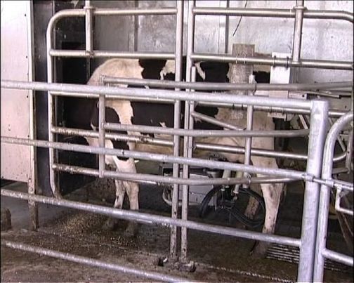 Cow eating in robotic milking stall — Science Learning Hub