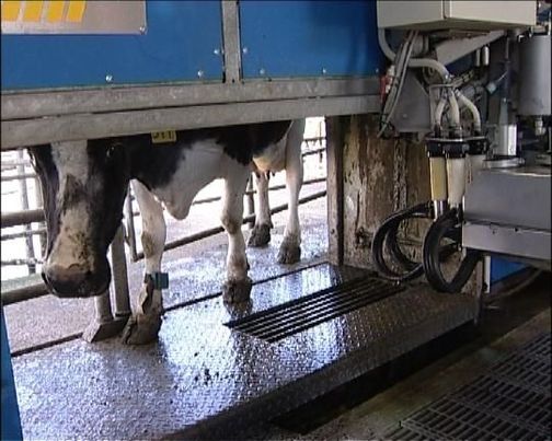 Training cows to milk themselves — Science Learning Hub