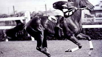 Phar Lap — Science Learning Hub