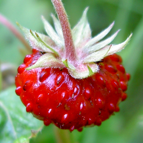 Woodland strawberry genome — Science Learning Hub
