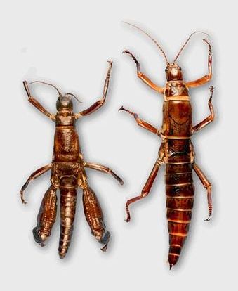 Tree lobsters’ convergent evolution — Science Learning Hub