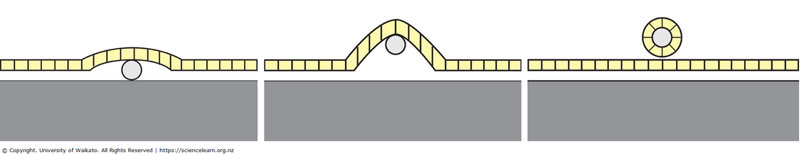 Pearl formation — Science Learning Hub