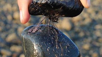 Simulated byssus threads — Science Learning Hub