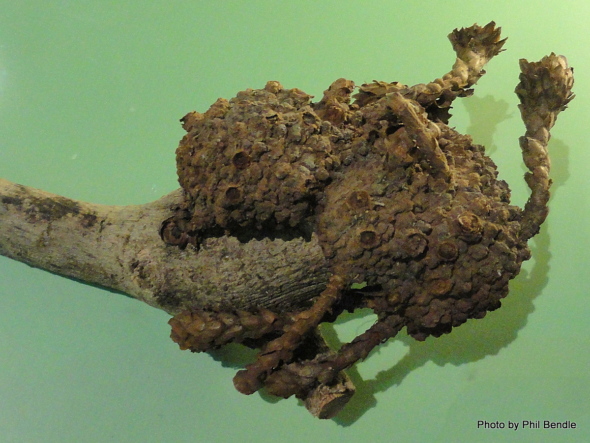 The kākāpō, the bat and the parasitic plant — Science Learning Hub