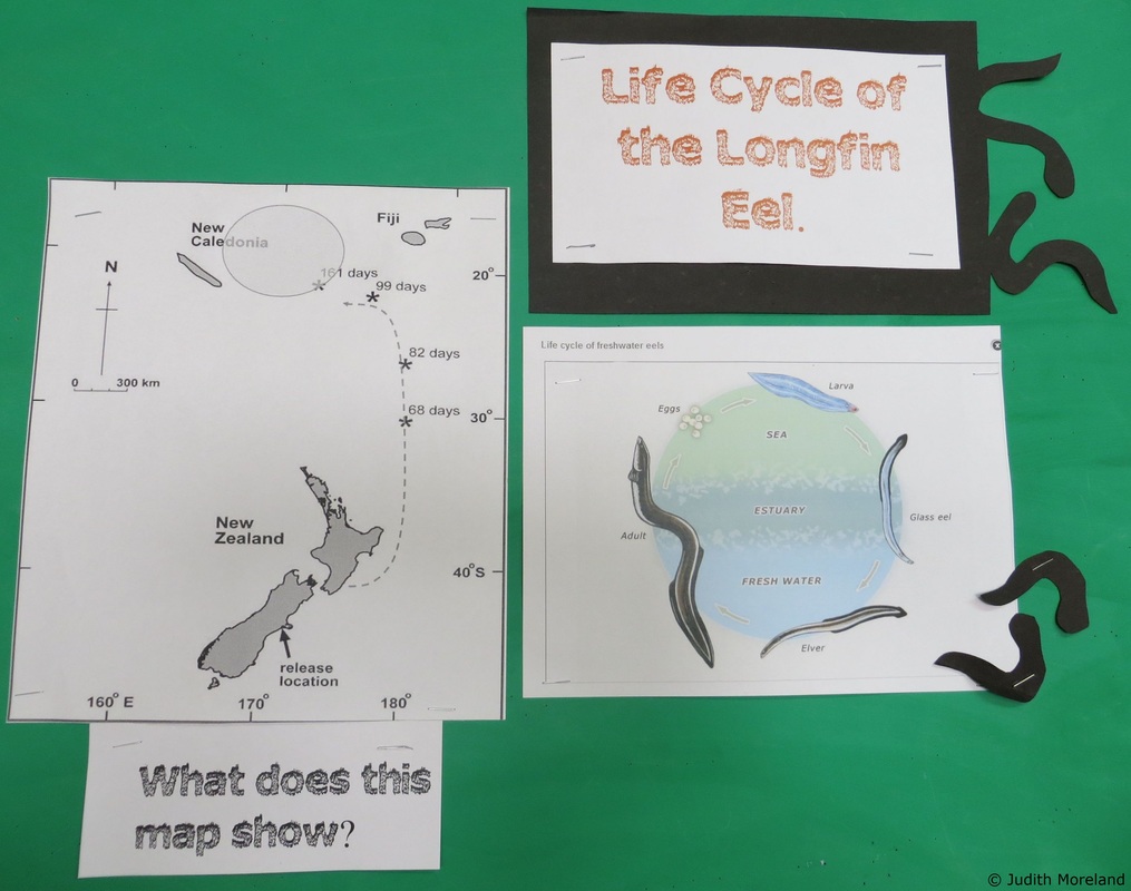 Wall displays on the eel — Science Learning Hub