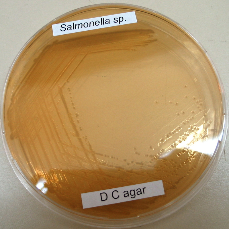 Salmonella sample — Science Learning Hub
