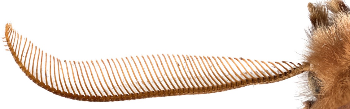 Moth antennae — Science Learning Hub