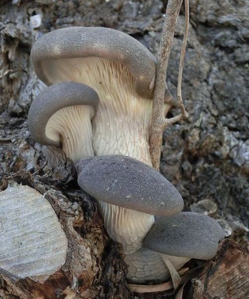 how to make oyster mushroom extract