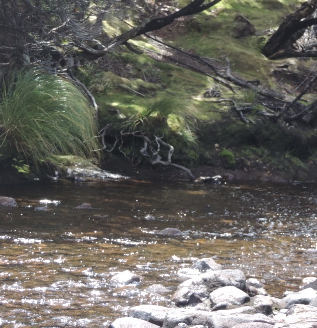 Freshwater stream — Science Learning Hub