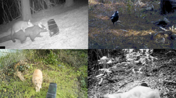 Animals recorded by cameras — Science Learning Hub