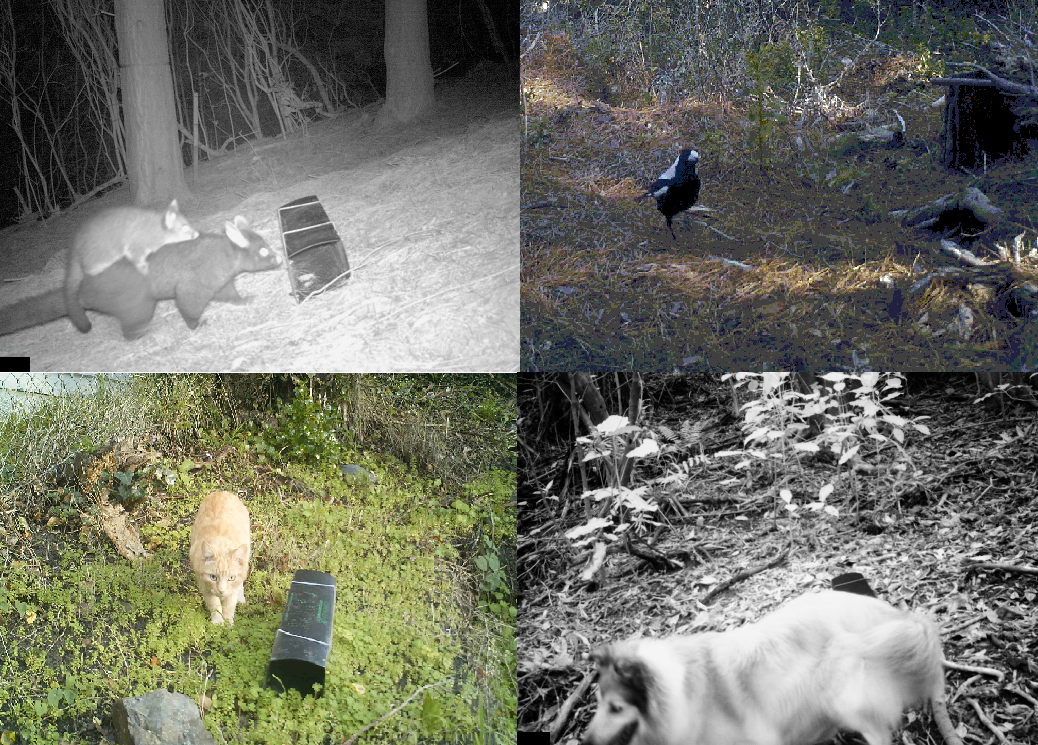 Animals recorded by cameras — Science Learning Hub