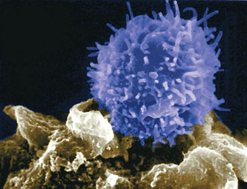 Helper T Cells Microscope