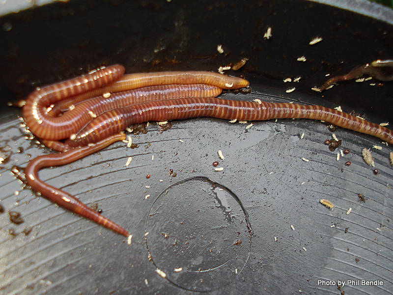 Tiger worm — Science Learning Hub